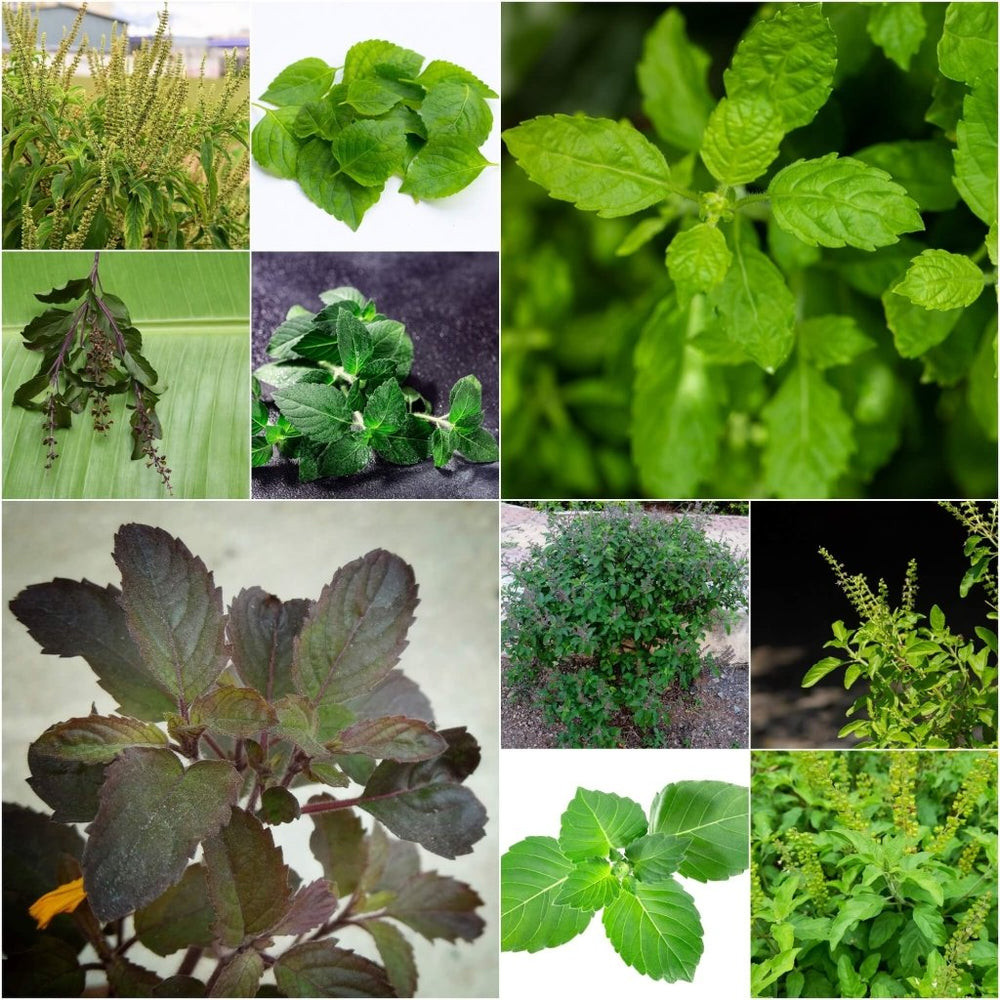Buy Tulsi (Holy Basil) seeds Online | Happy Valley Seeds