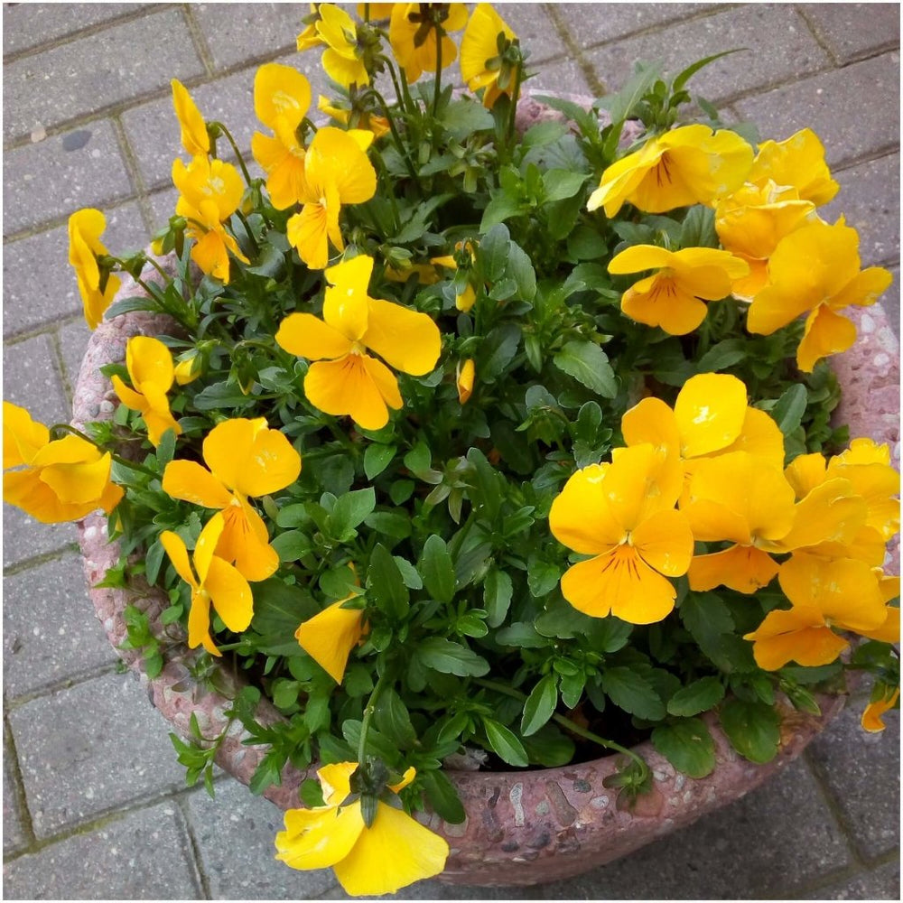 Viola (Pansy) - Clear Crystals Yellow seeds