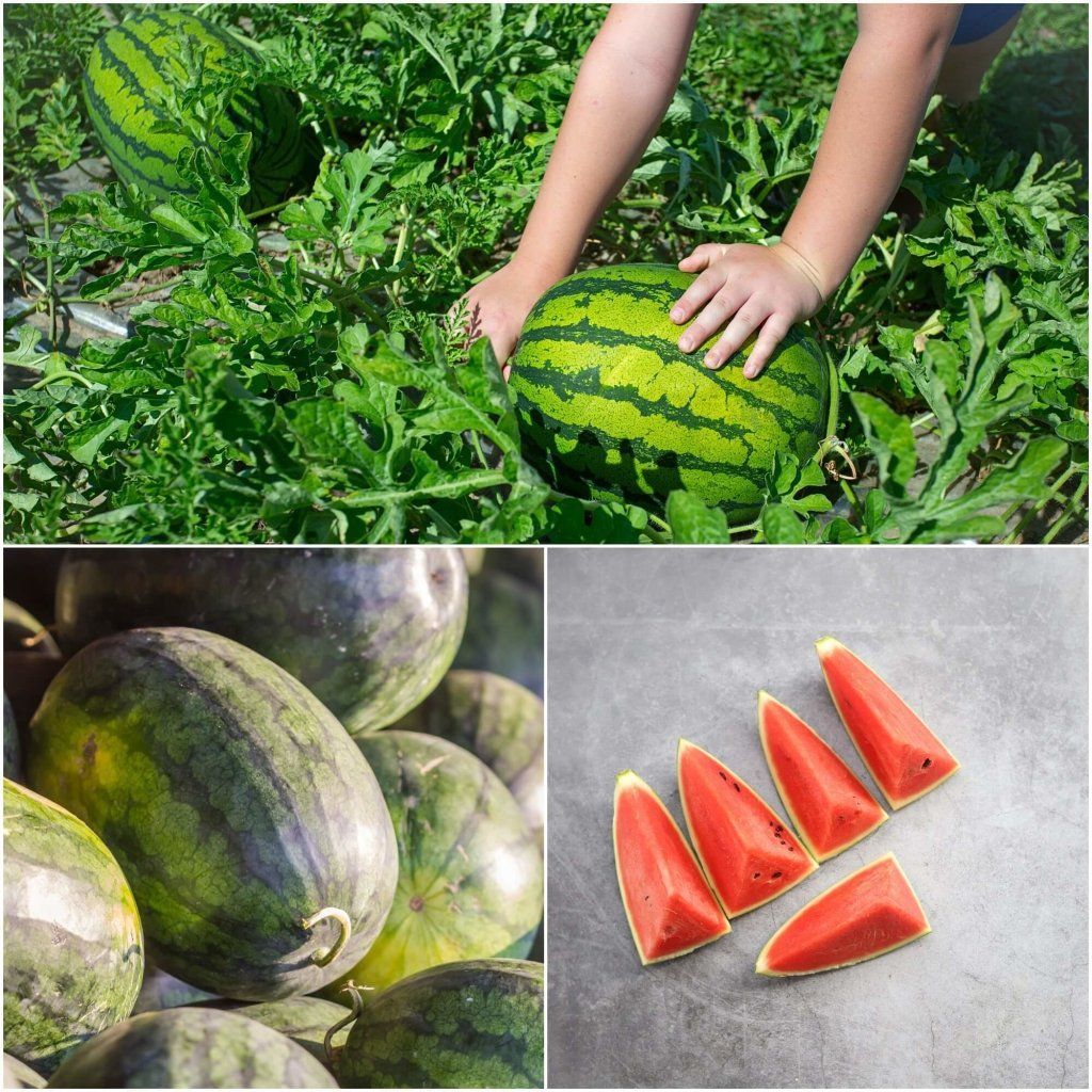 Buy Watermelon - All Sweet seeds Online | Happy Valley Seeds