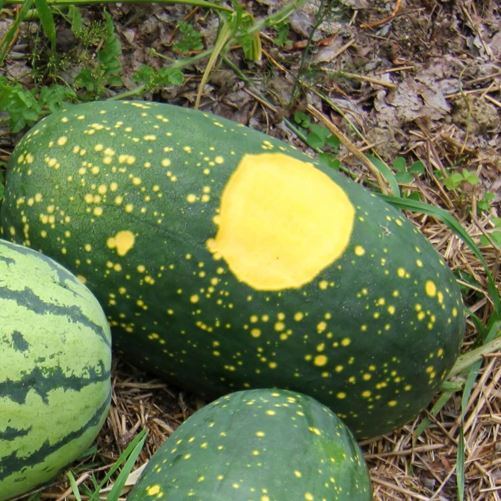 Buy Watermelon - Moon & Stars seeds Online | Happy Valley Seeds