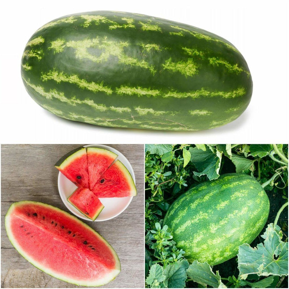 Watermelon seeds