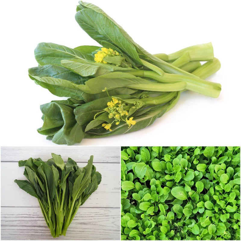 Choy Sum seeds